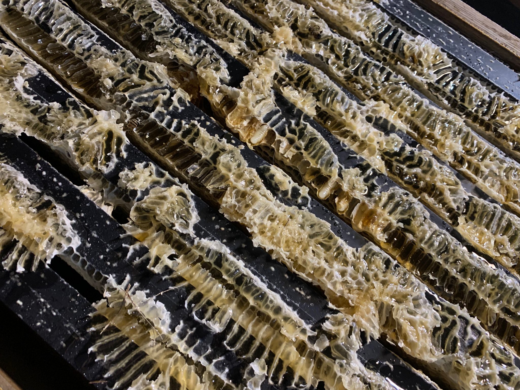 Types of Comb and What They Tell Us About Our Bees - Backyard Beekeeping